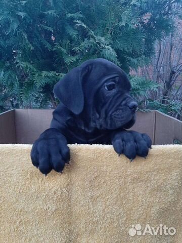 Щенки Кане Корсо