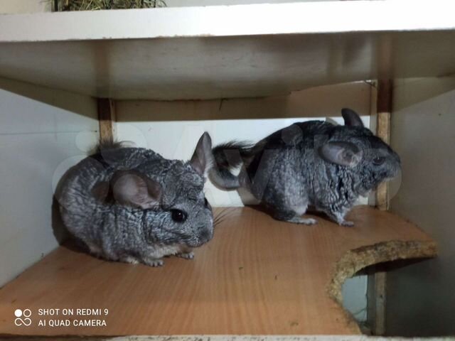 Пара шиншилл