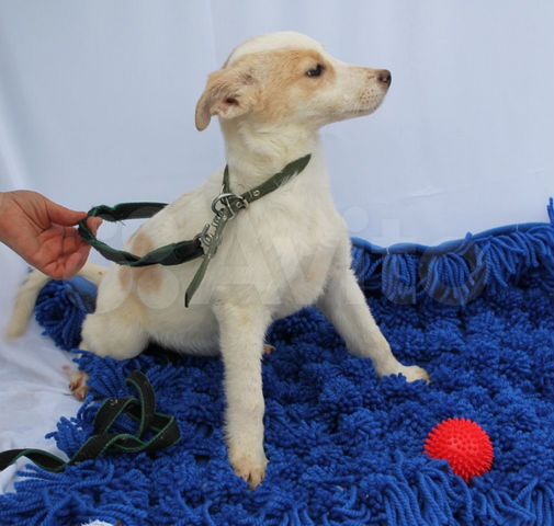 Сабина в поисках дома