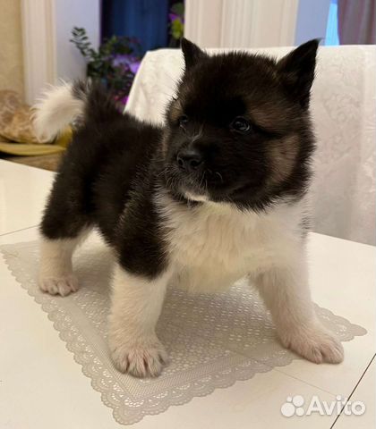 Американская акита