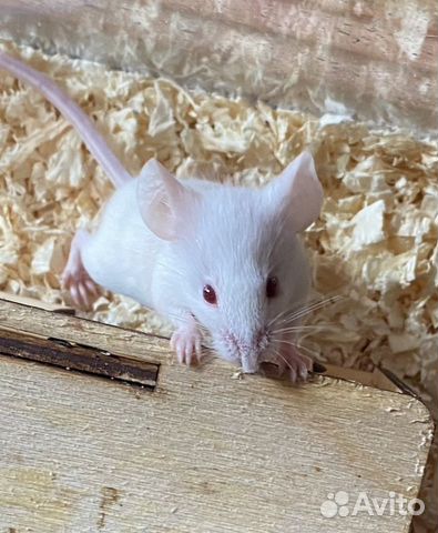 Кормовые мыши