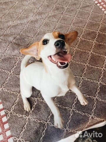 Щенок чистокровный Джек рассел терьер