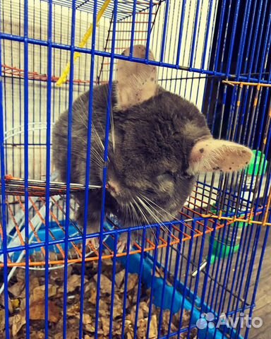 Шиншилла вязка