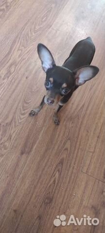 Русский той-терьер продажа