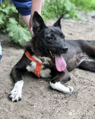 Позитивная малышка из приюта ищет дом