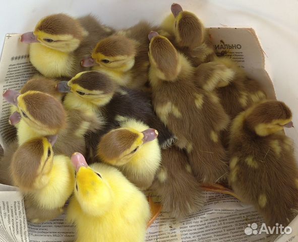 Продаются индоутята