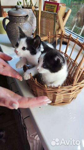 Кошки бесплатно