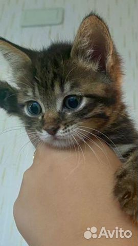 Котенок Симочка