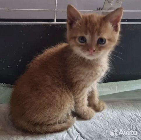 Солнечный рыжий котенок Рыжик 2,5 месяца в дар