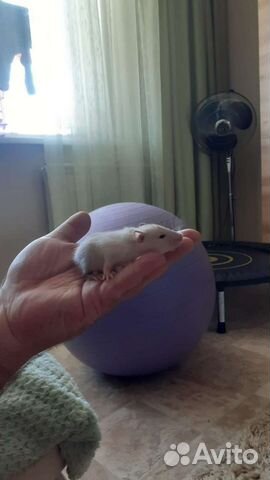 Декоративная краска