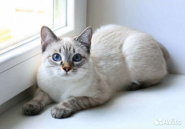 Тайская кошка