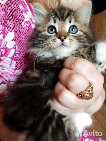 Котенок