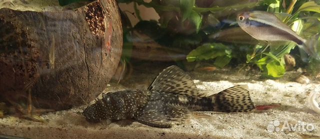 Сом анциструс