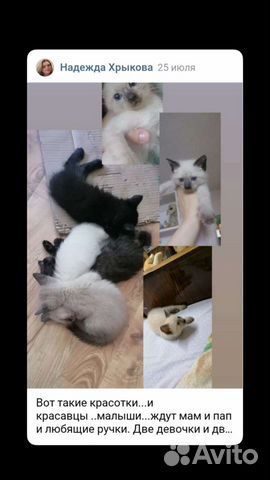 Котята ждут мам и пап