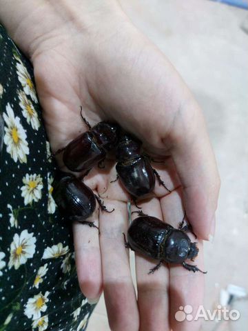 Жук носорог