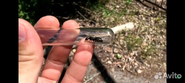 Муравьи Camponotus japonicus