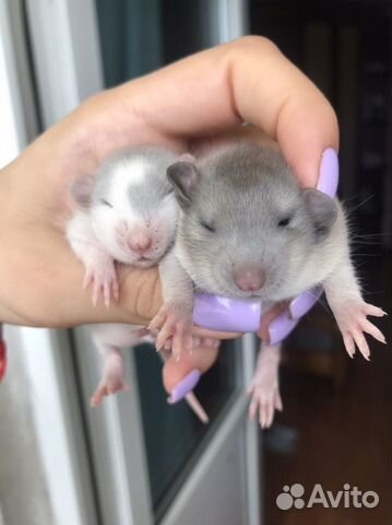 Крысята голубые дамбо мальчики