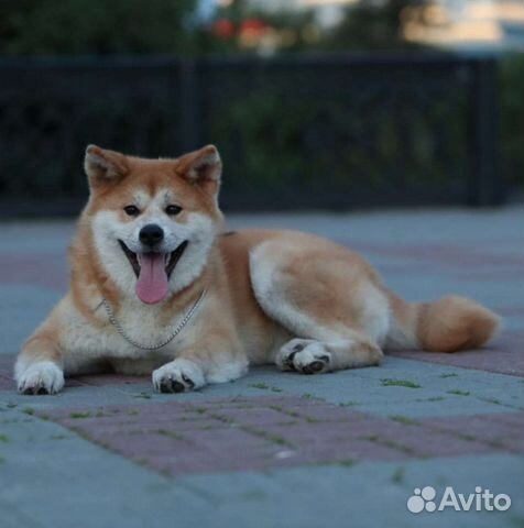 Акита бесплатно