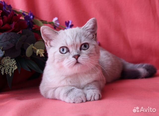 Шотландская кошечка