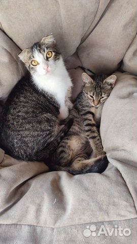 Кошки