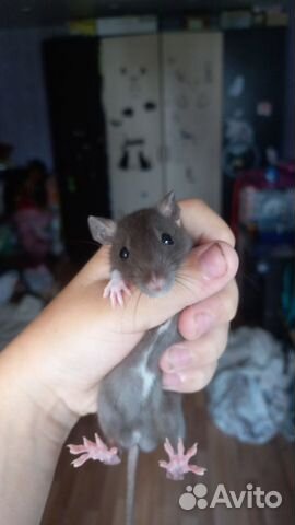 Крысята мальчики и девочки