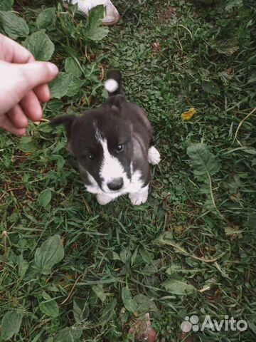 Собаки бесплатно в добрые руки