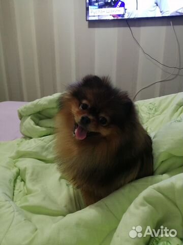 Ищем жениха