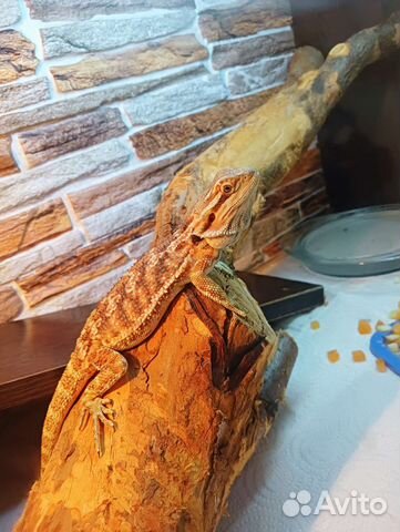 Бородатая агама с террариумом