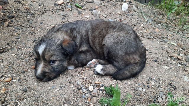 Щенок девочка в добрые руки