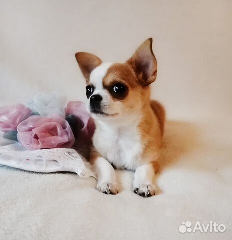 Кукольная Красуля