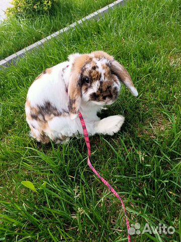 Вязка кролика (мальчик)