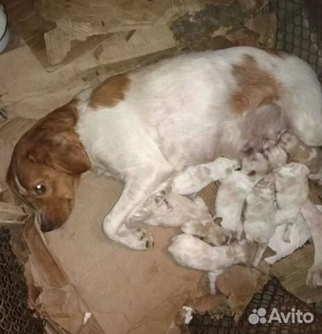 Продаються щенята Эпаньоль Бретон