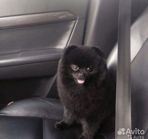 Шпицы в померанском типе