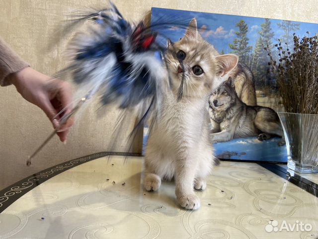 Кошечка голубое золото