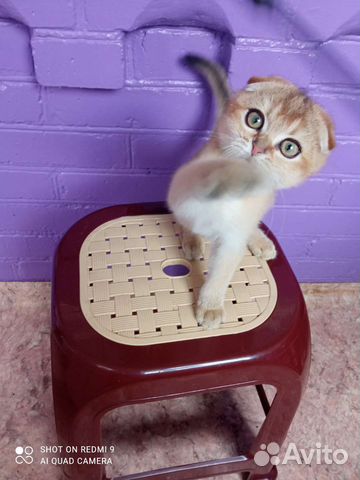 Глазастый котик