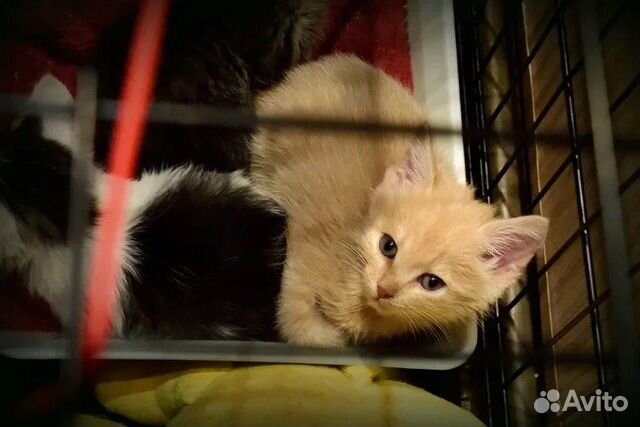 Котята 1,5 мес в добрые руки даром