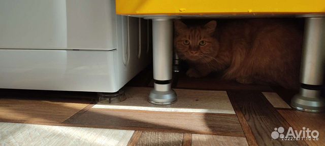 Кот и кошечка