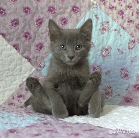 Голубой котёнок Стеша в дар