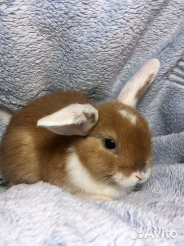Декоративные крольчата