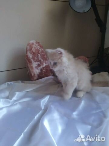 Кошечка в добрые руки