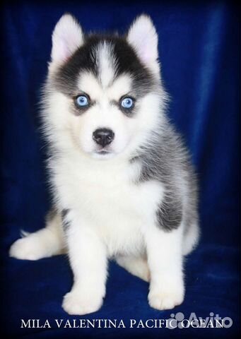 Шикарный мальчик Помски