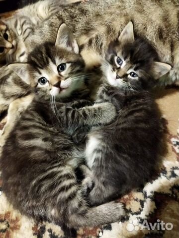 Котята в добрые руки