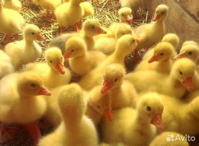 Оптом гусята