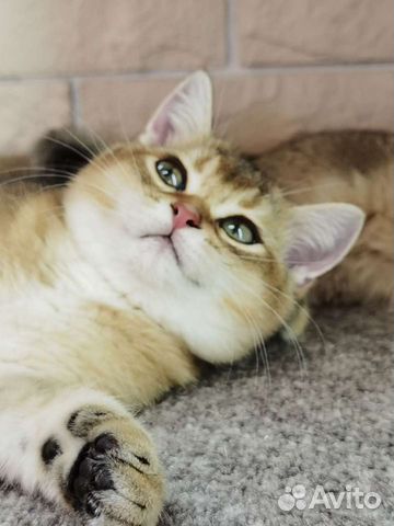 Будущий британский джентльмен