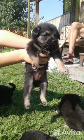 Щенки лапочки)