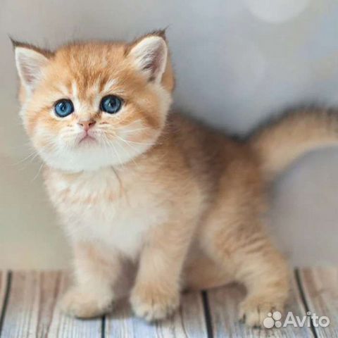 Котик яркого золотого окраса