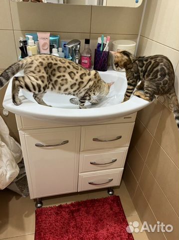 Бенгальская снежная кошка