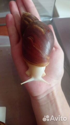 Улитки ахатины фоликулы