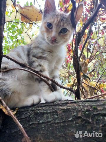 Трехцветный котенок девочка