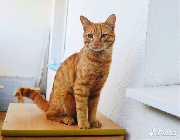 Рыжий кот-1 год